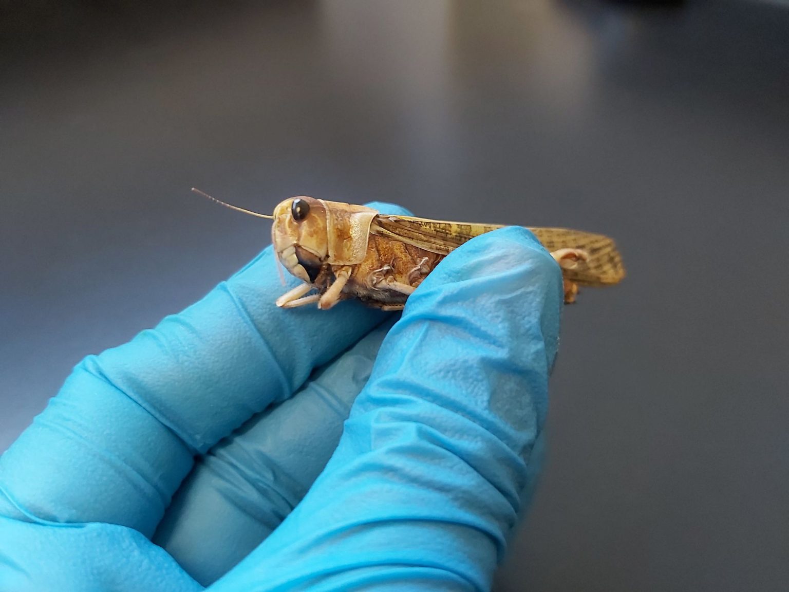Grad Research - Insects and Low Temperatures | Graduate Admissions